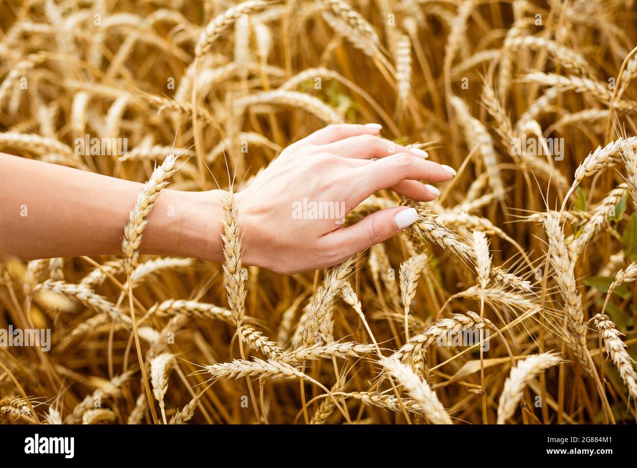 Girl running through wheat field hi-res stock photography and images ...
