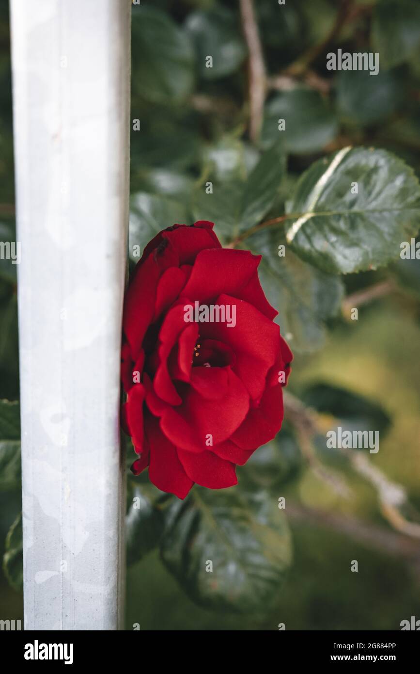 A blooming red rose flower outside the window pane Stock Photo - Alamy