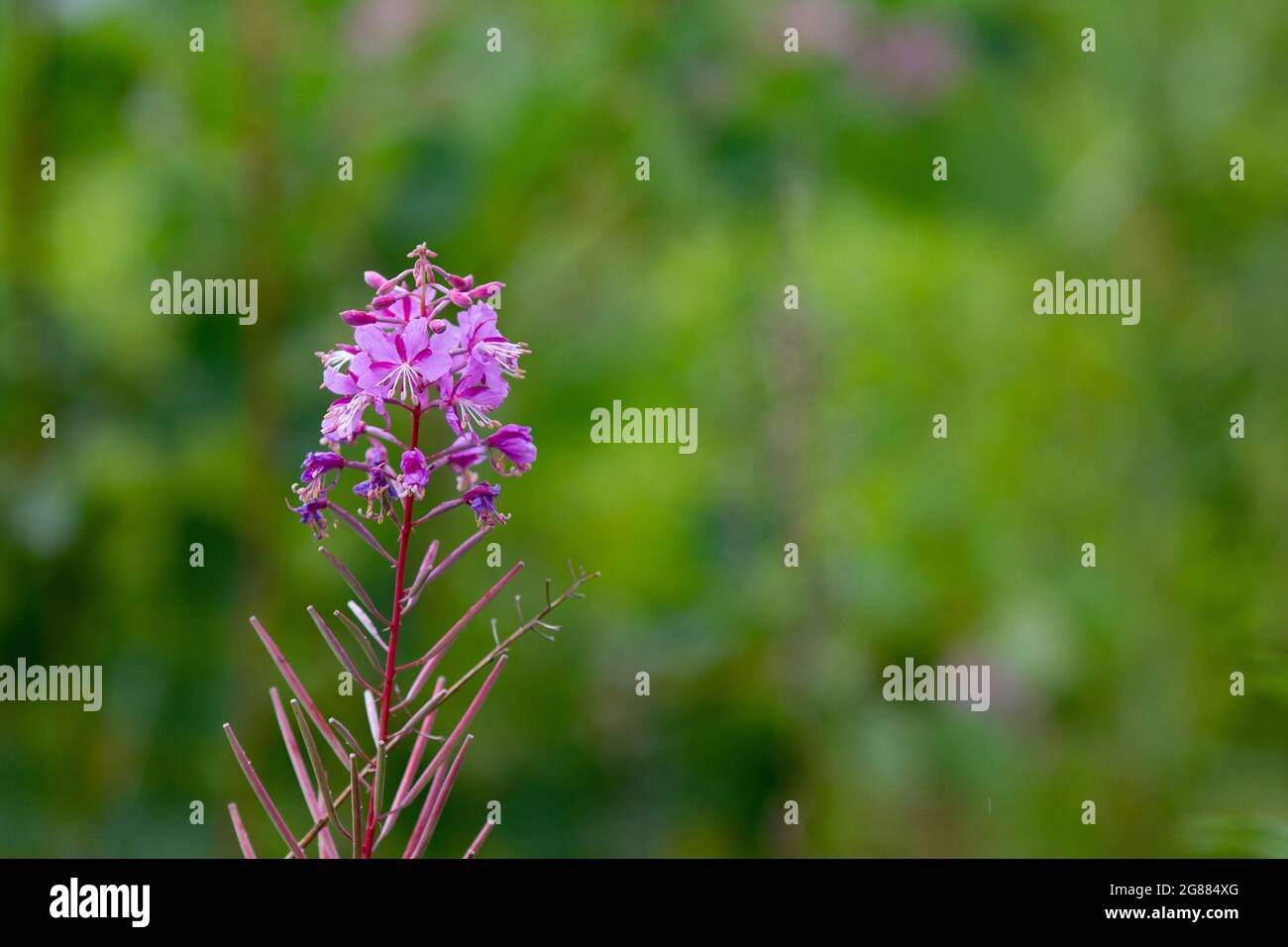 Summer natural backround: beautiful purple Ivan-tea flowers on a sunny ...