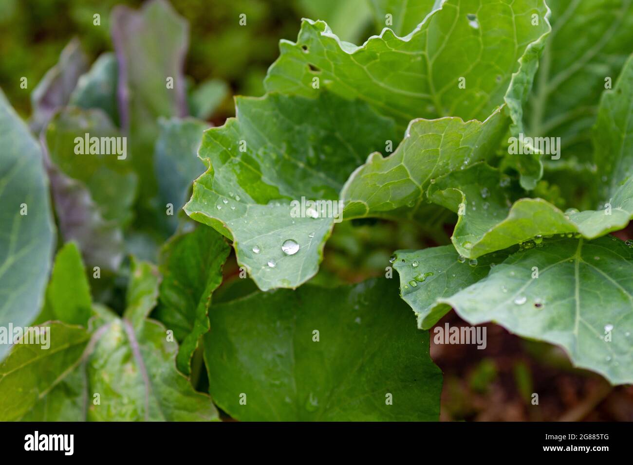 Close up of cabbage leaves with raindrops. Cabbage shoots on the bed ...