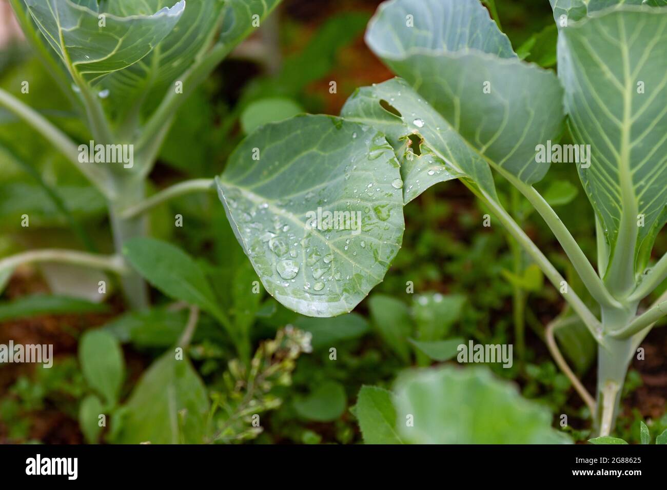 Close up of cabbage leaves with raindrops. Cabbage shoots on the bed ...