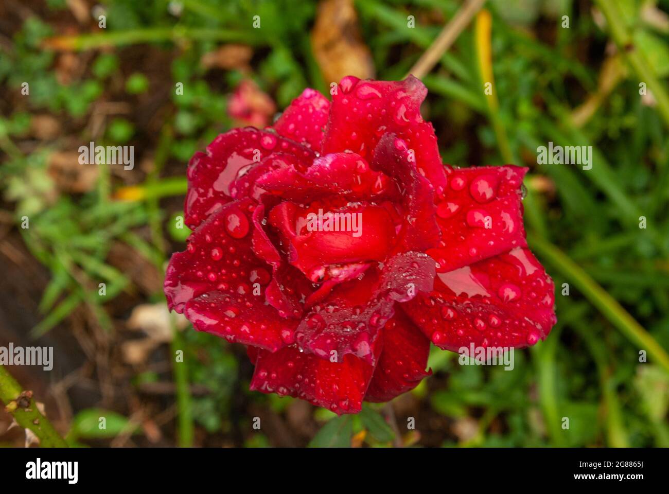 Red Rose with dew Stock Photo - Alamy