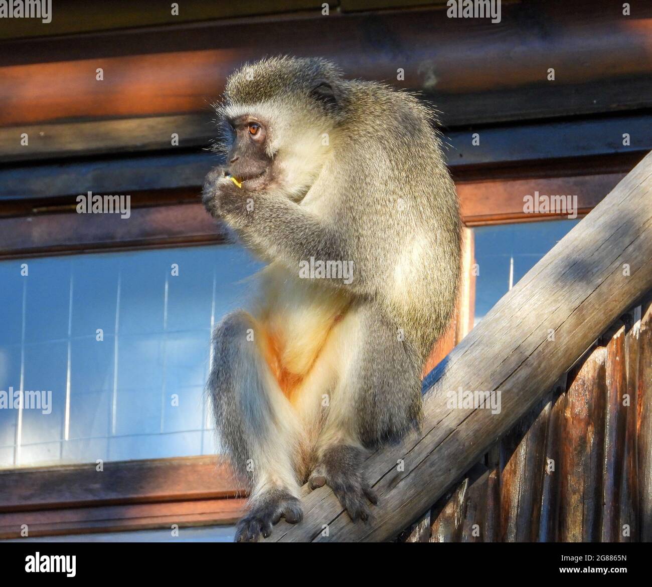 Monkey in human spaces hi-res stock photography and images - Alamy
