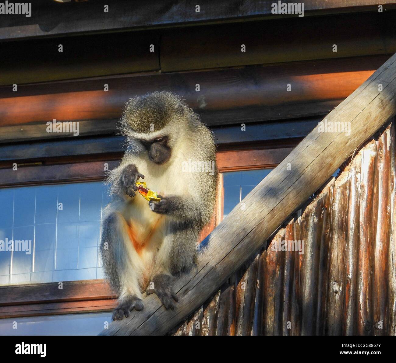 Vervet monkey with a piece of scavenged human litter Stock Photo - Alamy