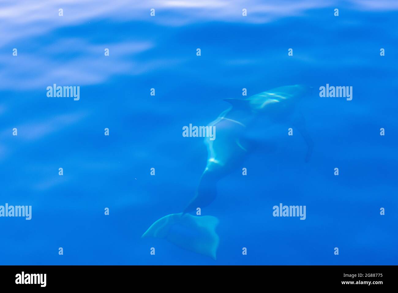 Common bottlenose dolphin surfacing on the Adriatic Sea in Croatia ...