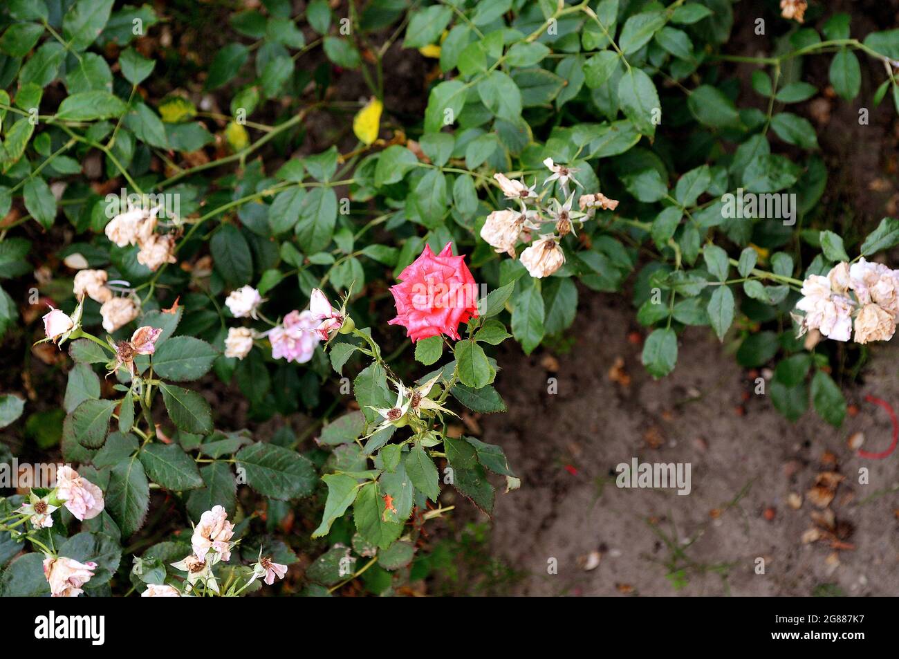 Kastrup/ Denmark. 18 July 2021,Rose flowers and rose plants in small ...