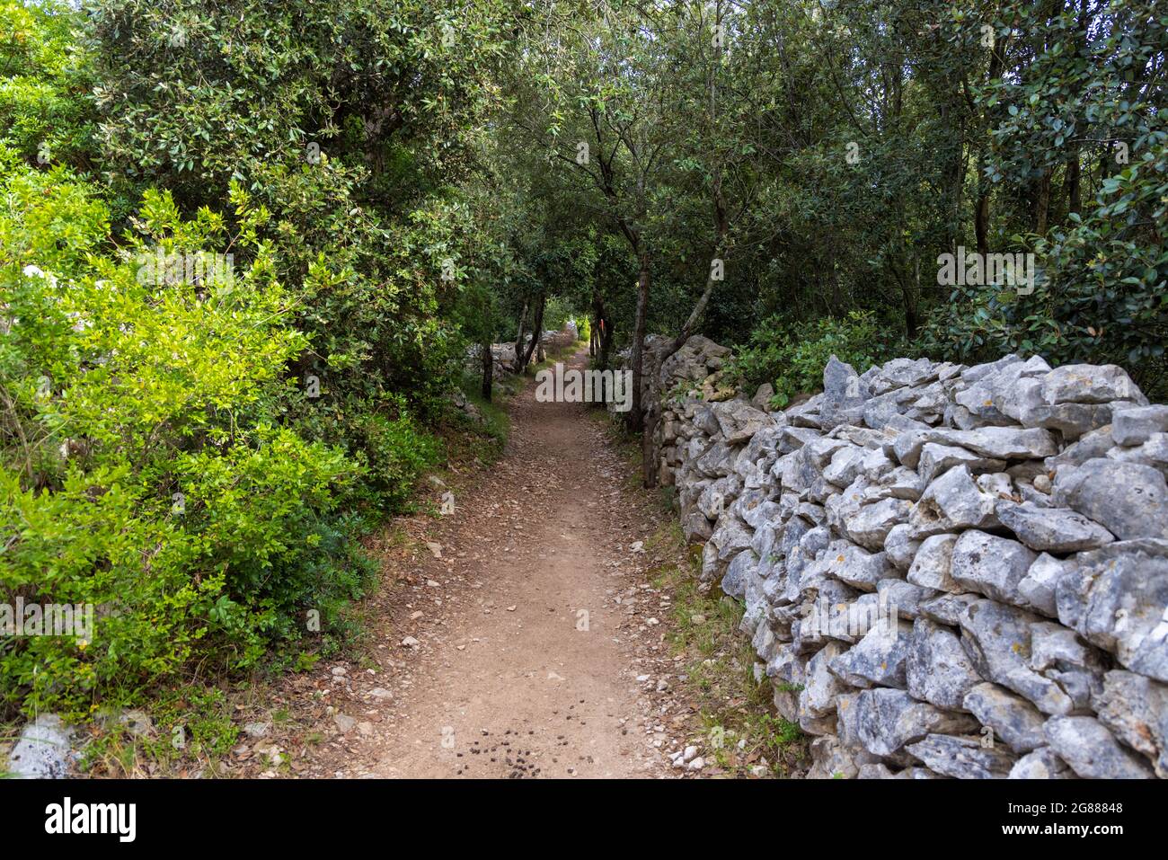 Footpath in the rural landscape of the dry walls of Ilovik island ...