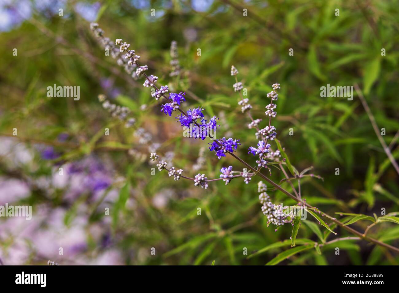 The flowers of Vitex agnus-castus, also called vitex, chaste tree Stock ...