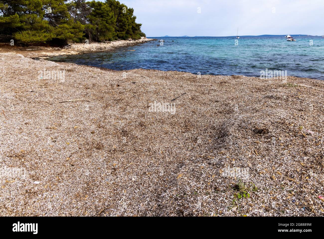 Dry sea grass Posidonia oceanica on the Parzine beach on Ilovik island ...