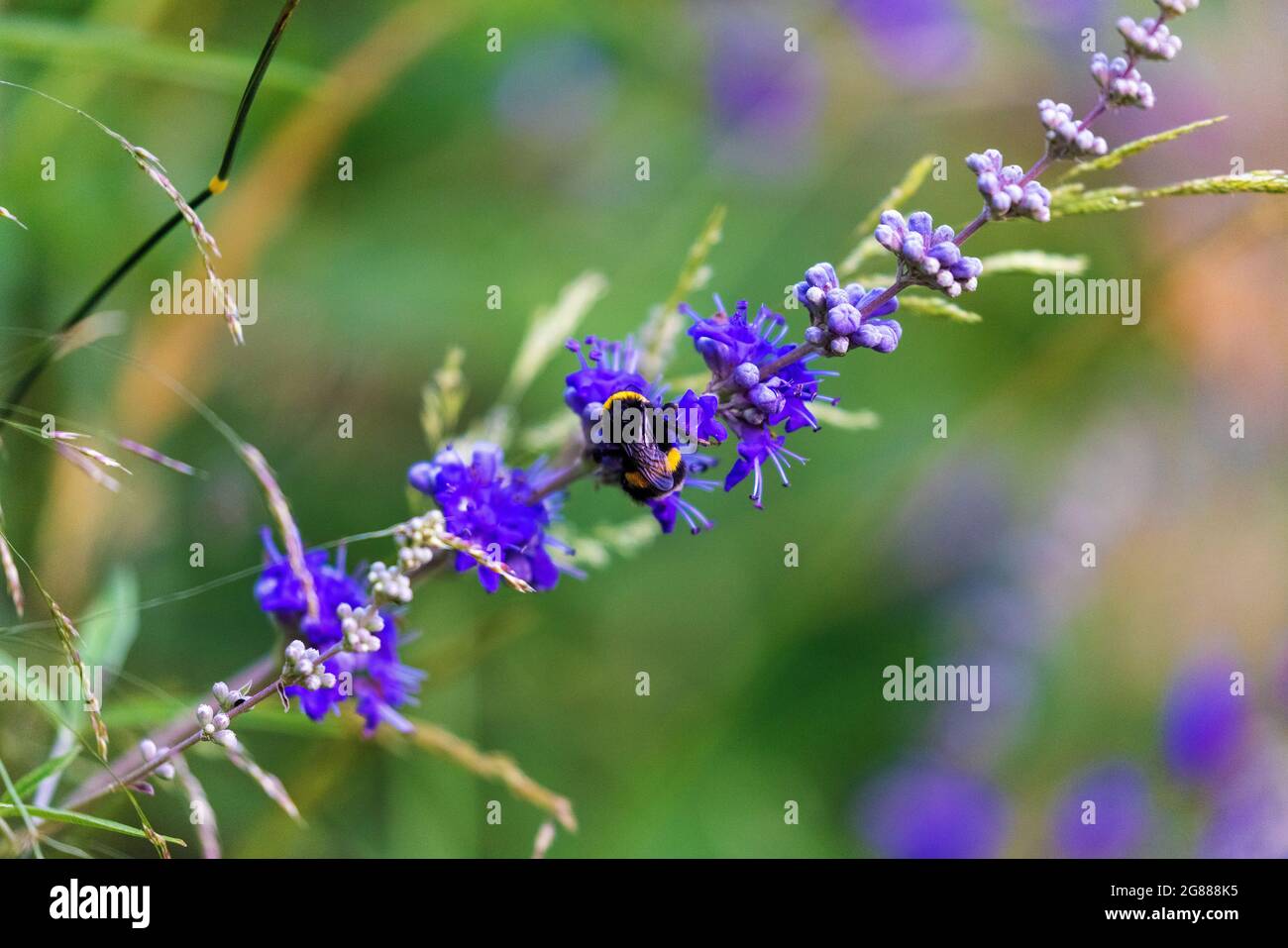 The flowers of Vitex agnus-castus, also called vitex, chaste tree Stock ...