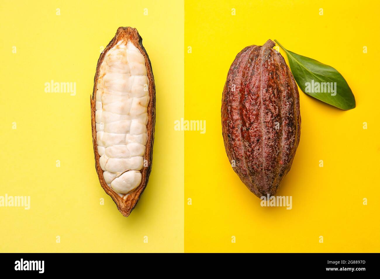 Fresh cocoa fruits on color background Stock Photo - Alamy