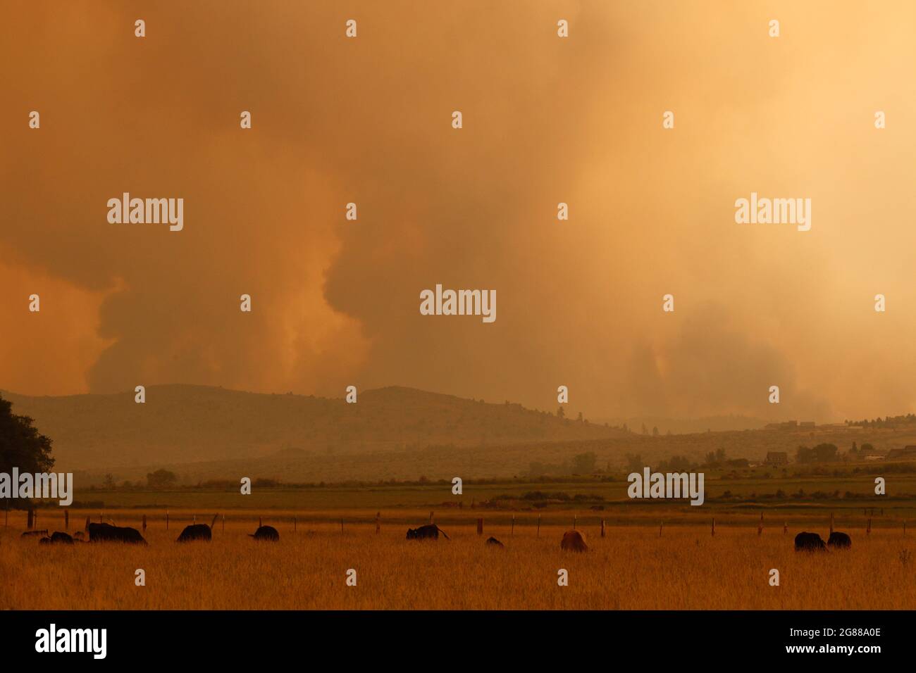Cattle graze as the Tamarack fire burns unchecked due to drought ... Cattle graze as the Tamarack fire burns unchecked due to drought ...