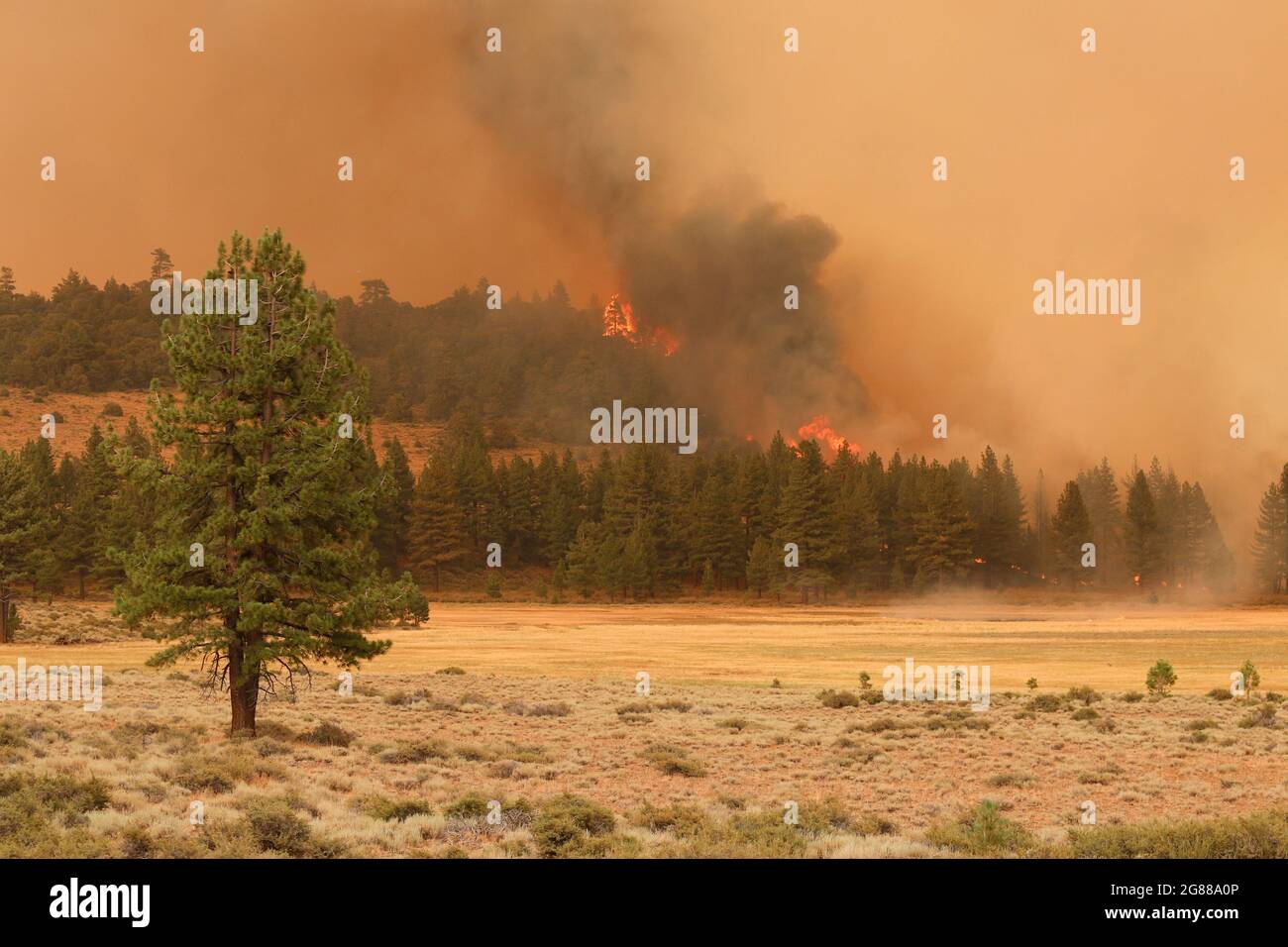 The Tamarack fire burns unchecked due to drought conditions and gusty ... The Tamarack fire burns unchecked due to drought conditions and gusty ...