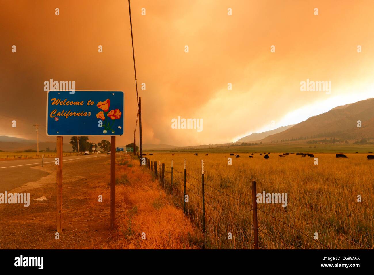 Cattle graze as the Tamarack fire burns unchecked due to drought ... Cattle graze as the Tamarack fire burns unchecked due to drought ...
