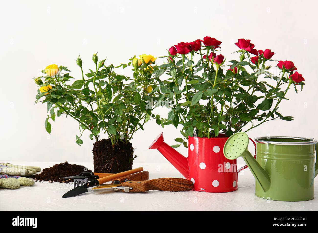 Rose plants and gardening tools on light background Stock Photo - Alamy