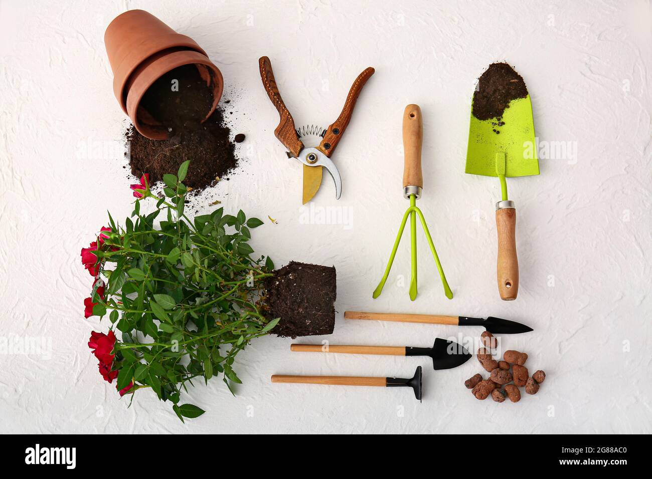 Rose plant and gardening tools on light background Stock Photo - Alamy