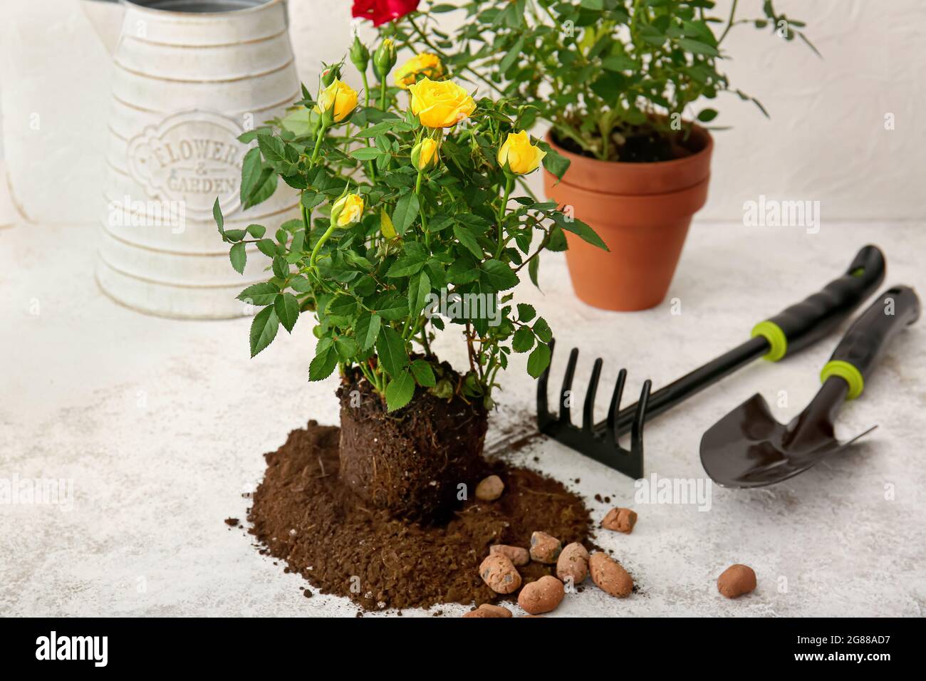 Rose plants gardening tools hi-res stock photography and images - Alamy