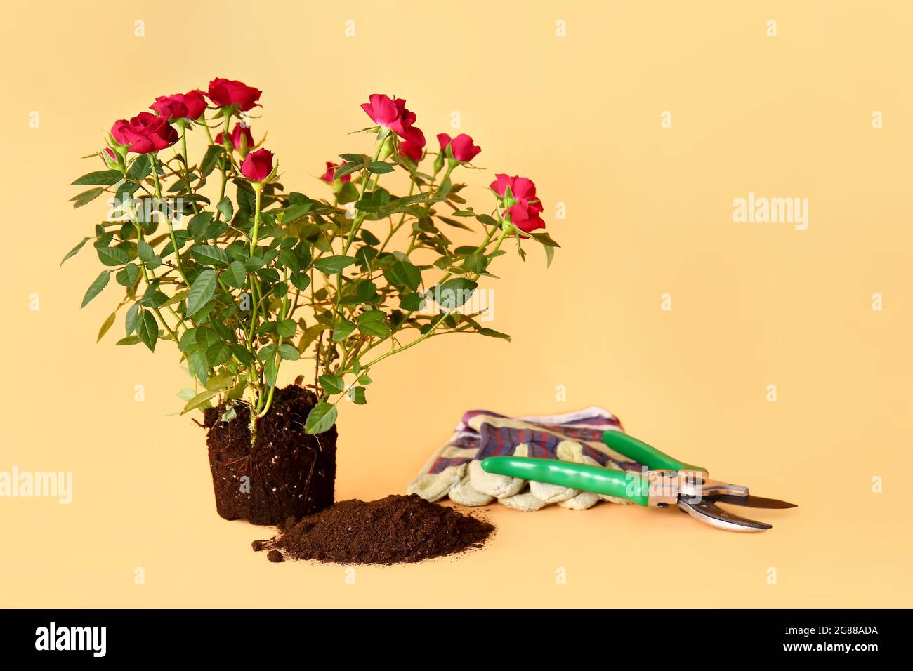 Rose plant, soil and gardening tools on color background Stock Photo ...