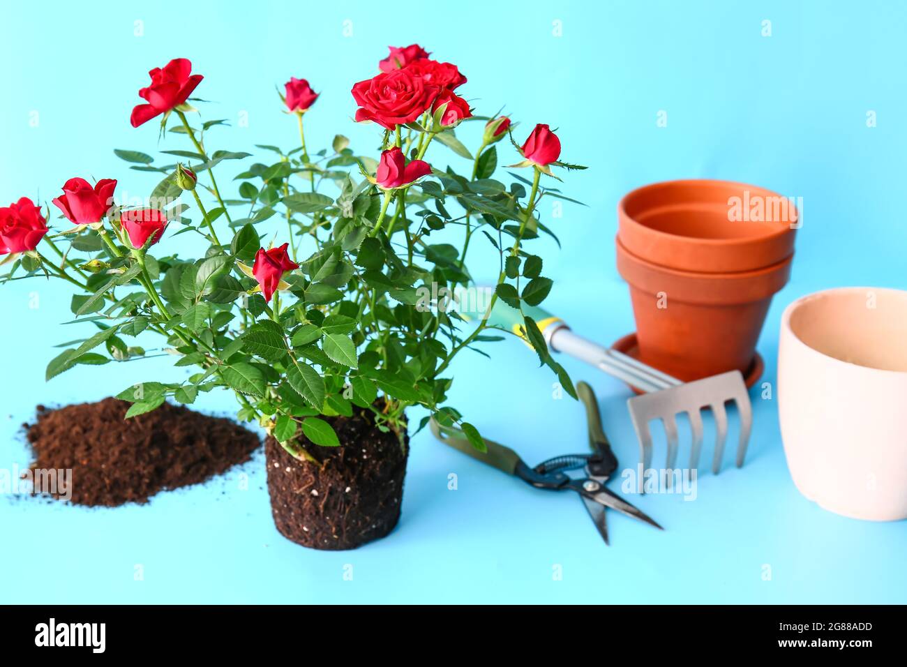 Rake leaves rose hi-res stock photography and images - Alamy