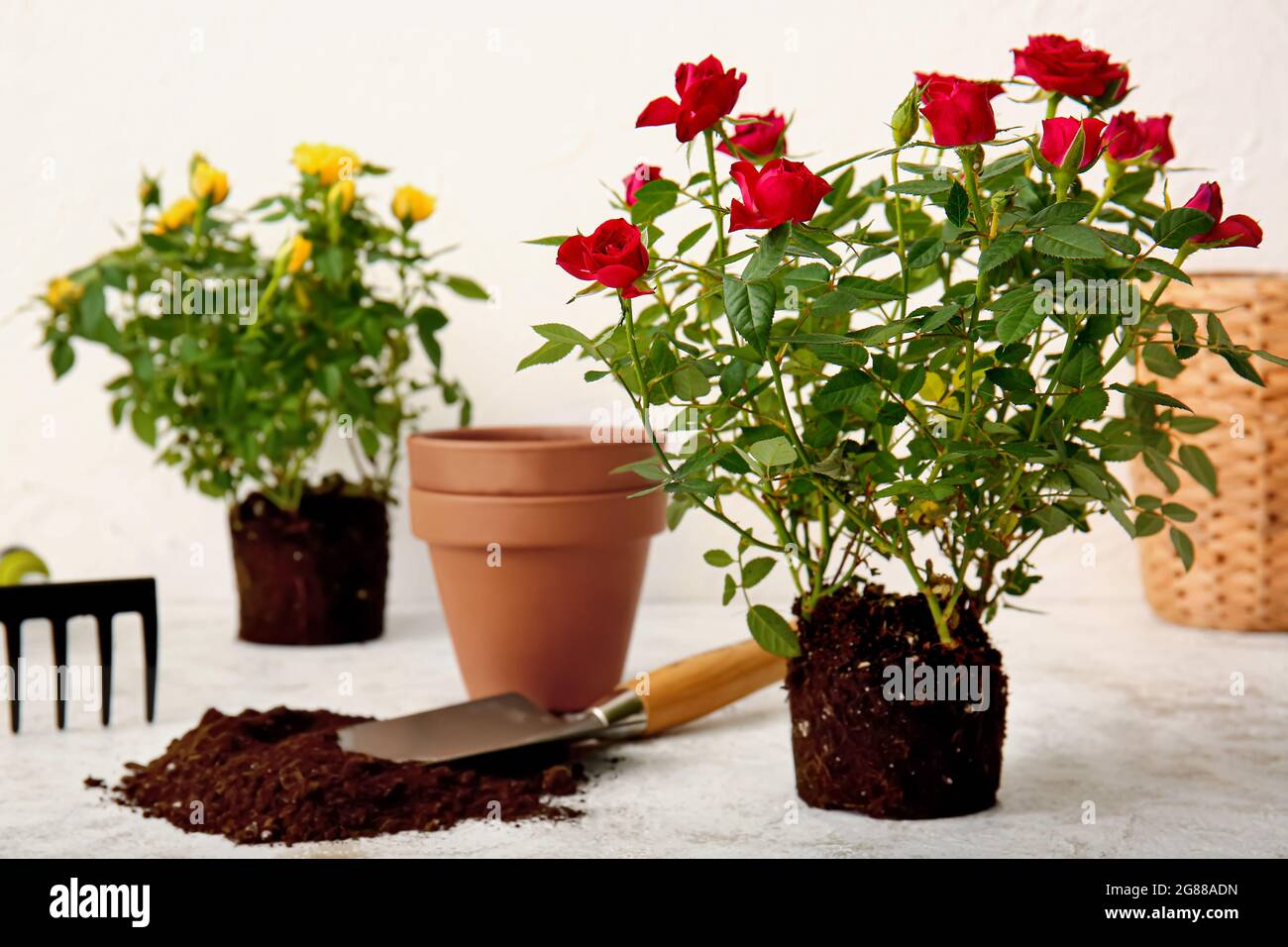 Rose plants and gardening tools on light background Stock Photo - Alamy