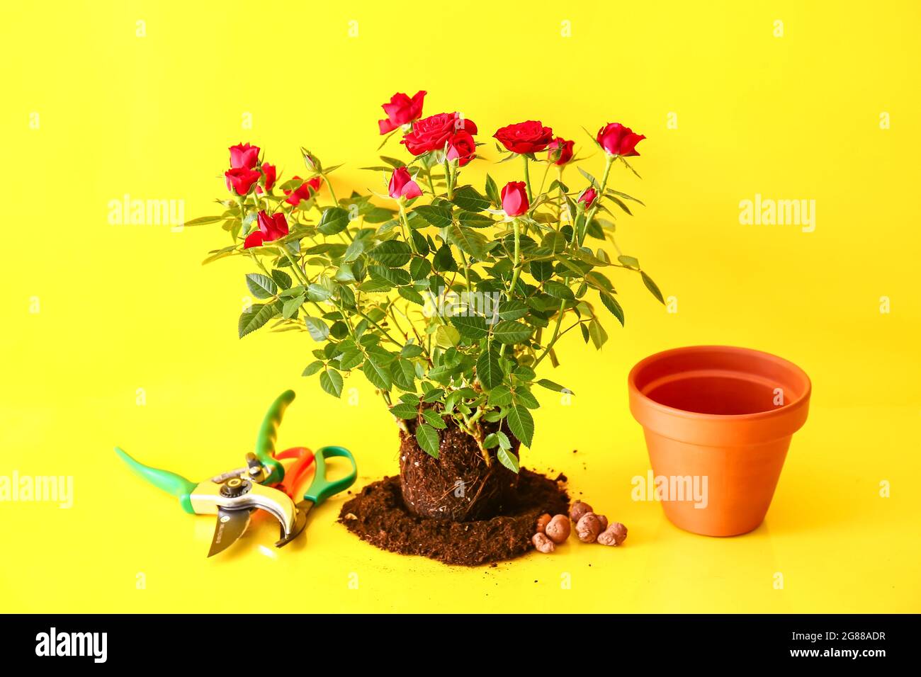 Rose plant, pot and gardening tools on color background Stock Photo - Alamy