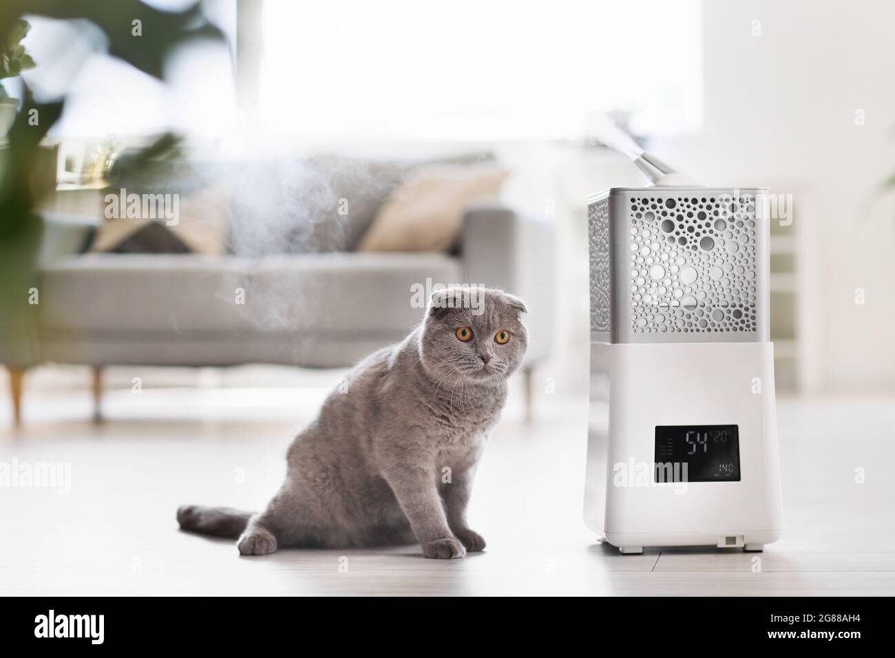 Cute cat in room with modern humidifier Stock Photo - Alamy