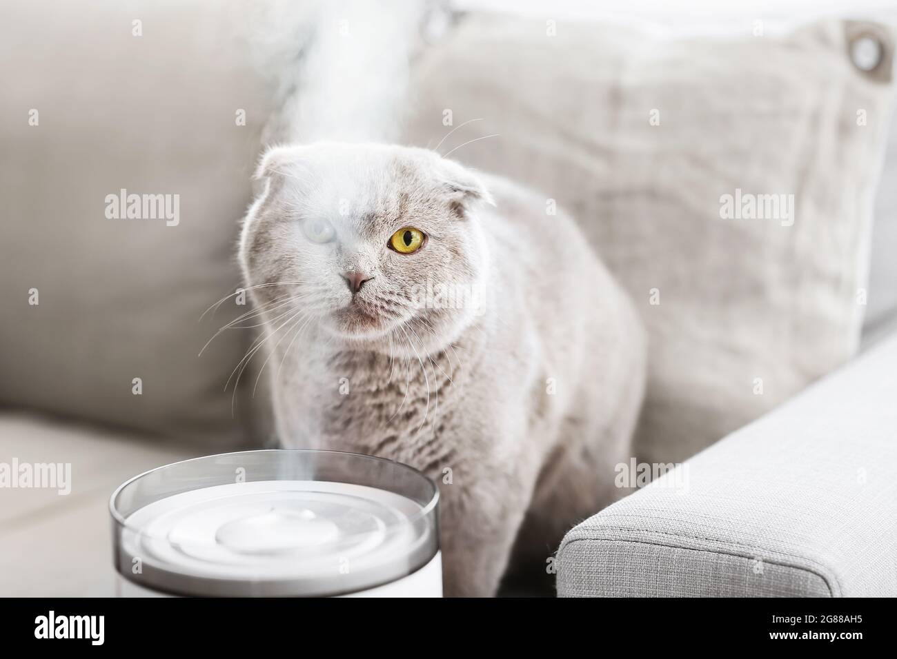 Cute cat in room with modern humidifier Stock Photo - Alamy