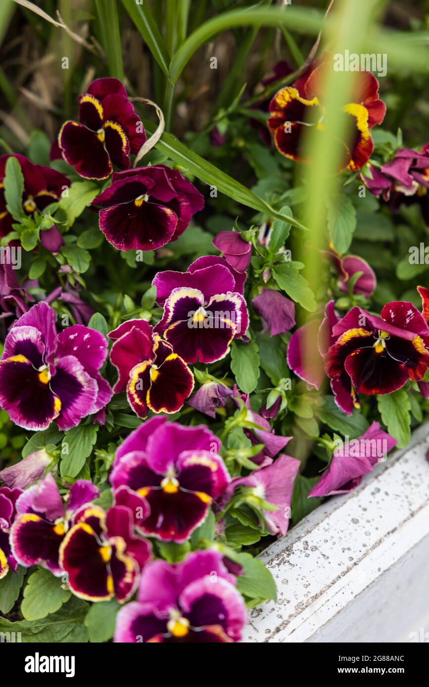 A blooming purple Pansy flowers in the garden Stock Photo - Alamy