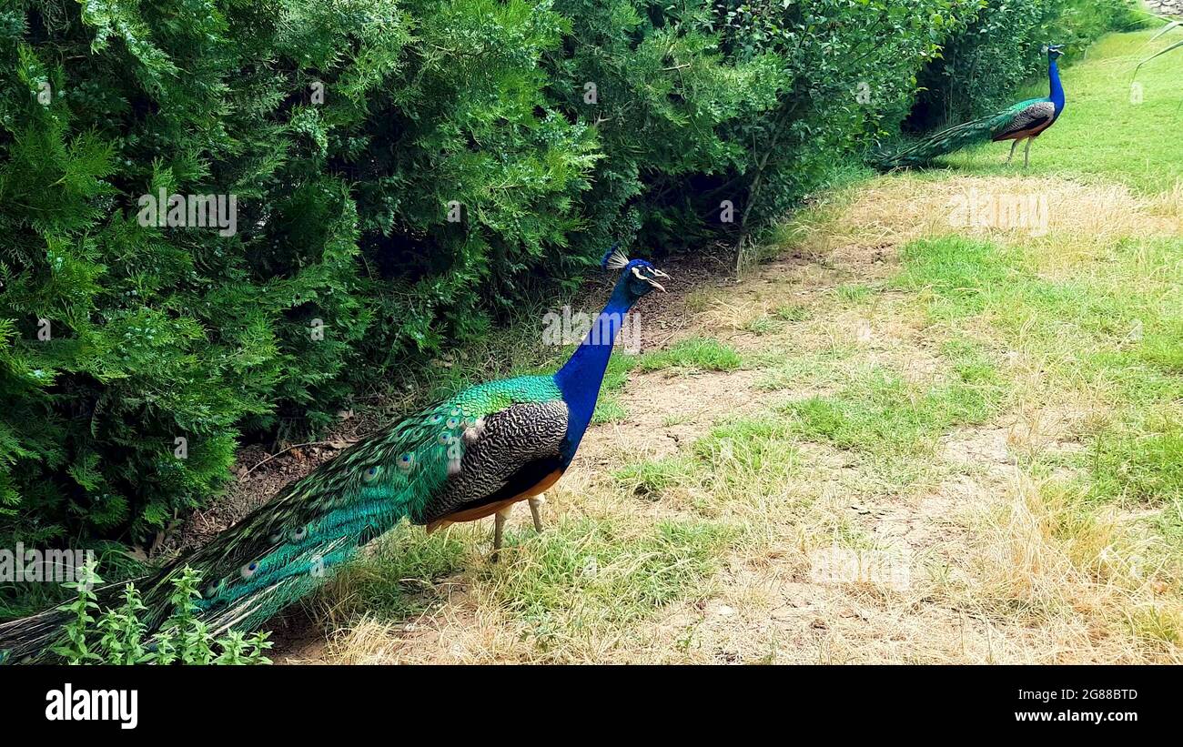 Elegant Peacocks Walking Around At The Lawn In A Public Park In