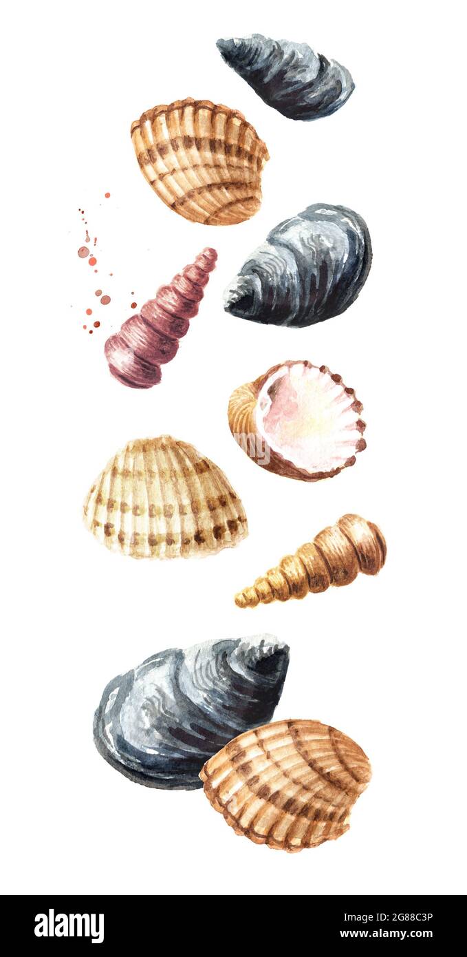 Falling seashells. Hand drawn watercolor illustration isolated on white ...