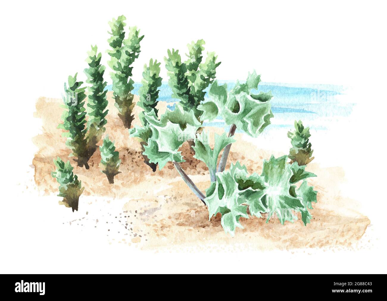 Beach plant on the sand on the background of the sea. Hand drawn ...