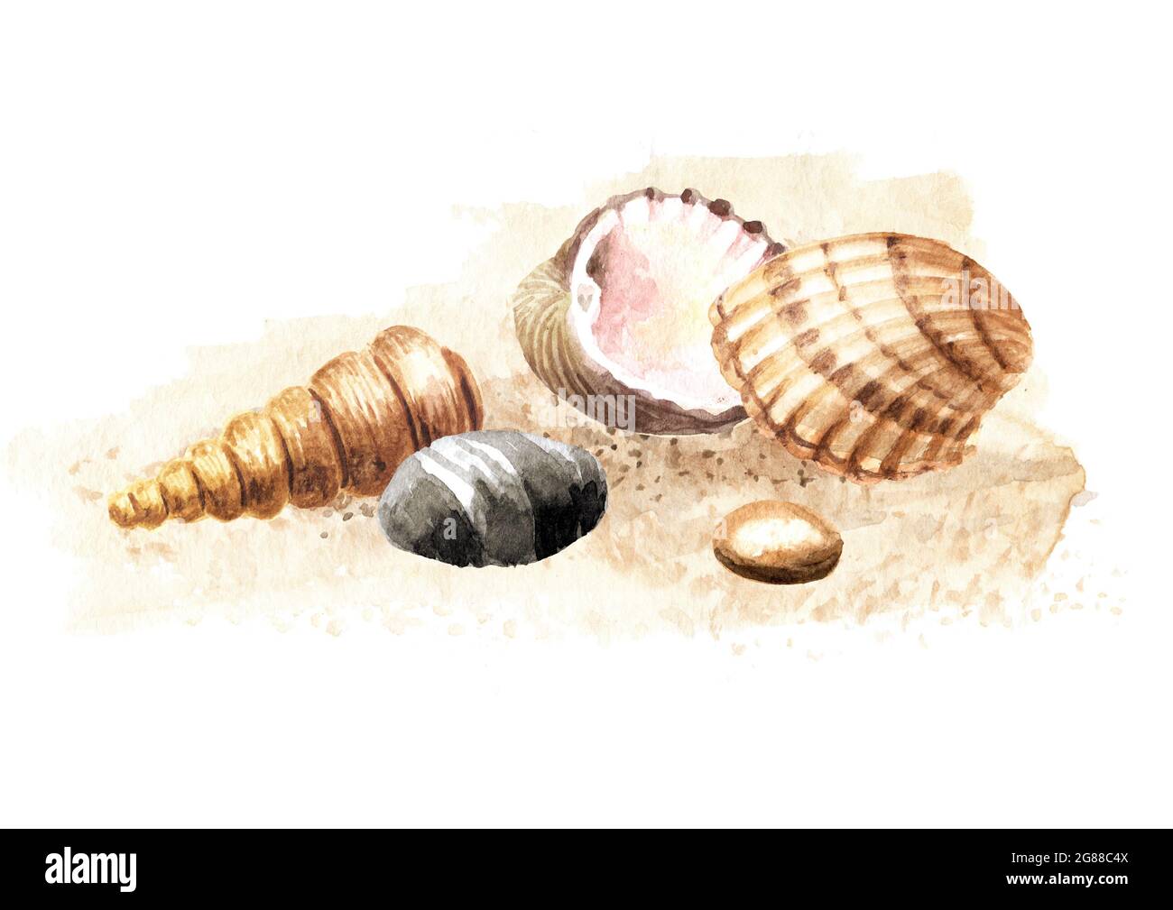 Seashells on the sand. Hand drawn watercolor illustration isolated on ...
