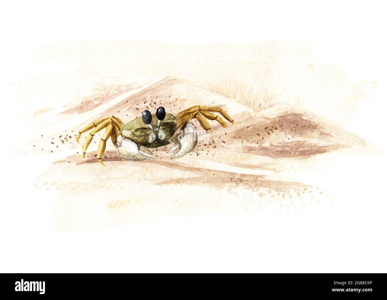 Small sea crab on the beach sand. Hand drawn watercolor illustration ...