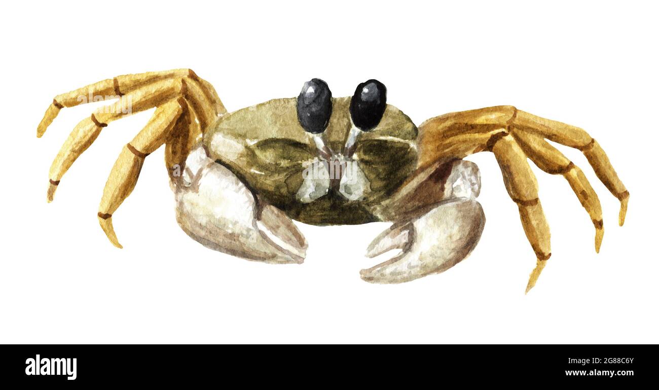 Small sea crab. Hand drawn watercolor illustration isolated on white ...