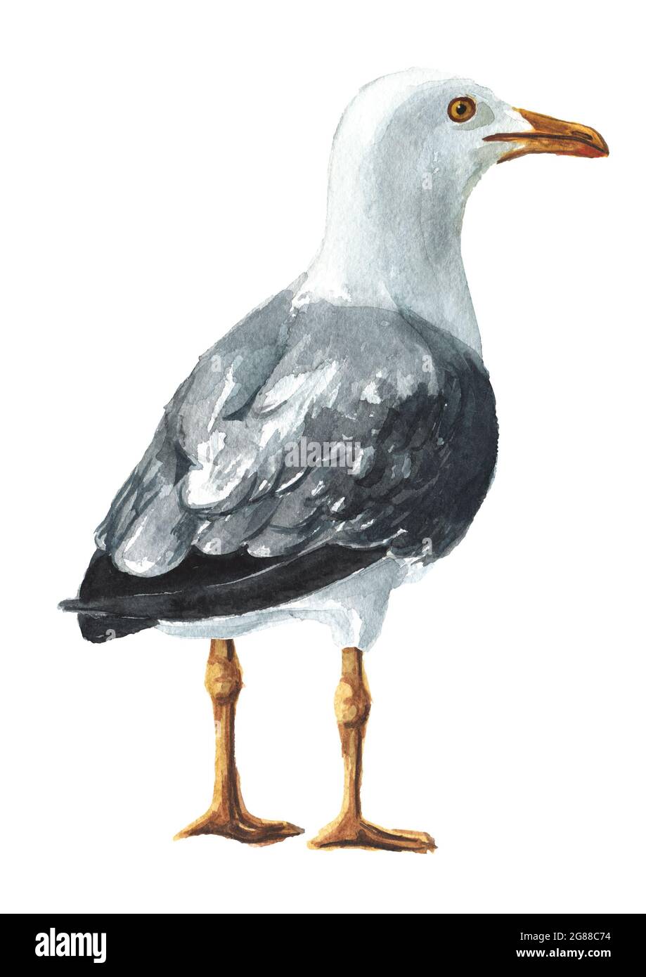 Standing seagull or sea gull. Hand drawn watercolor illustration ...