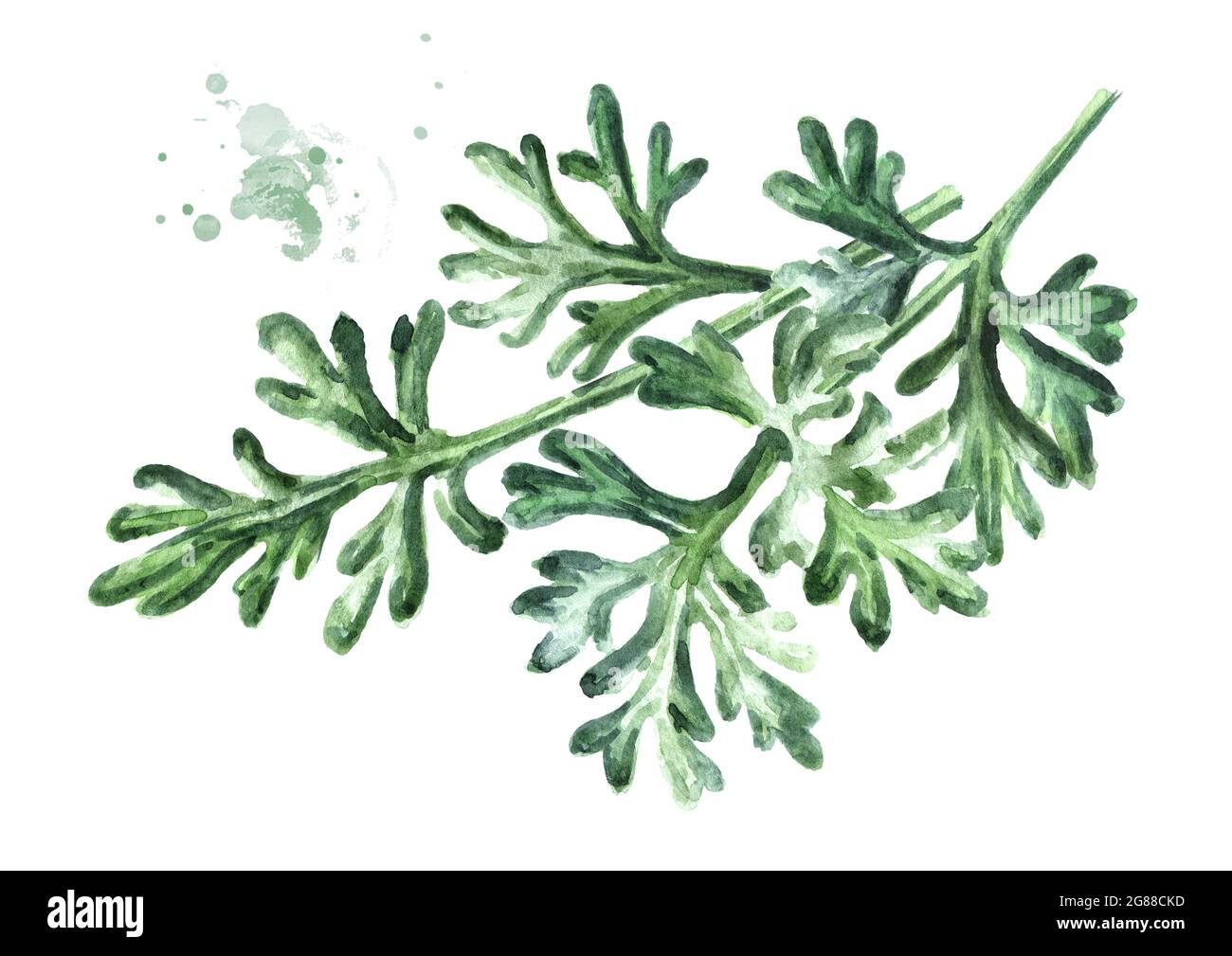 Sprigs of medicinal plant wormwood. Hand drawn watercolor illustration ...