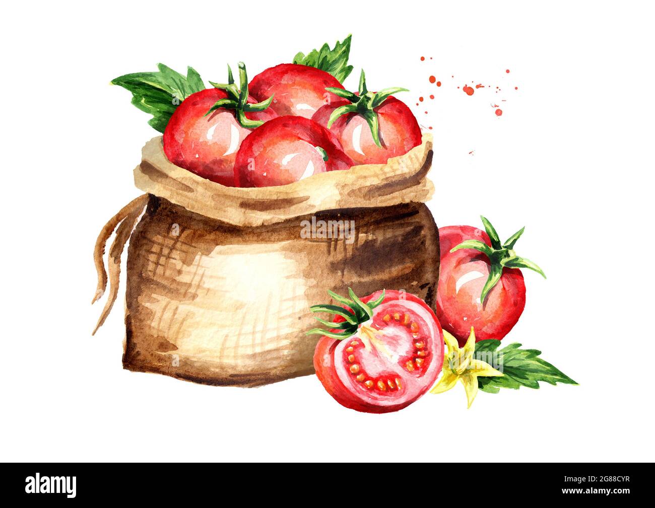 Sack of tomatoes.. Watercolor hand drawn illustration, isolated on ...