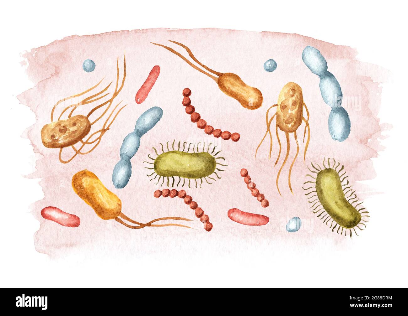 Drawing Bacteria Cut Out Stock Images & Pictures - Alamy