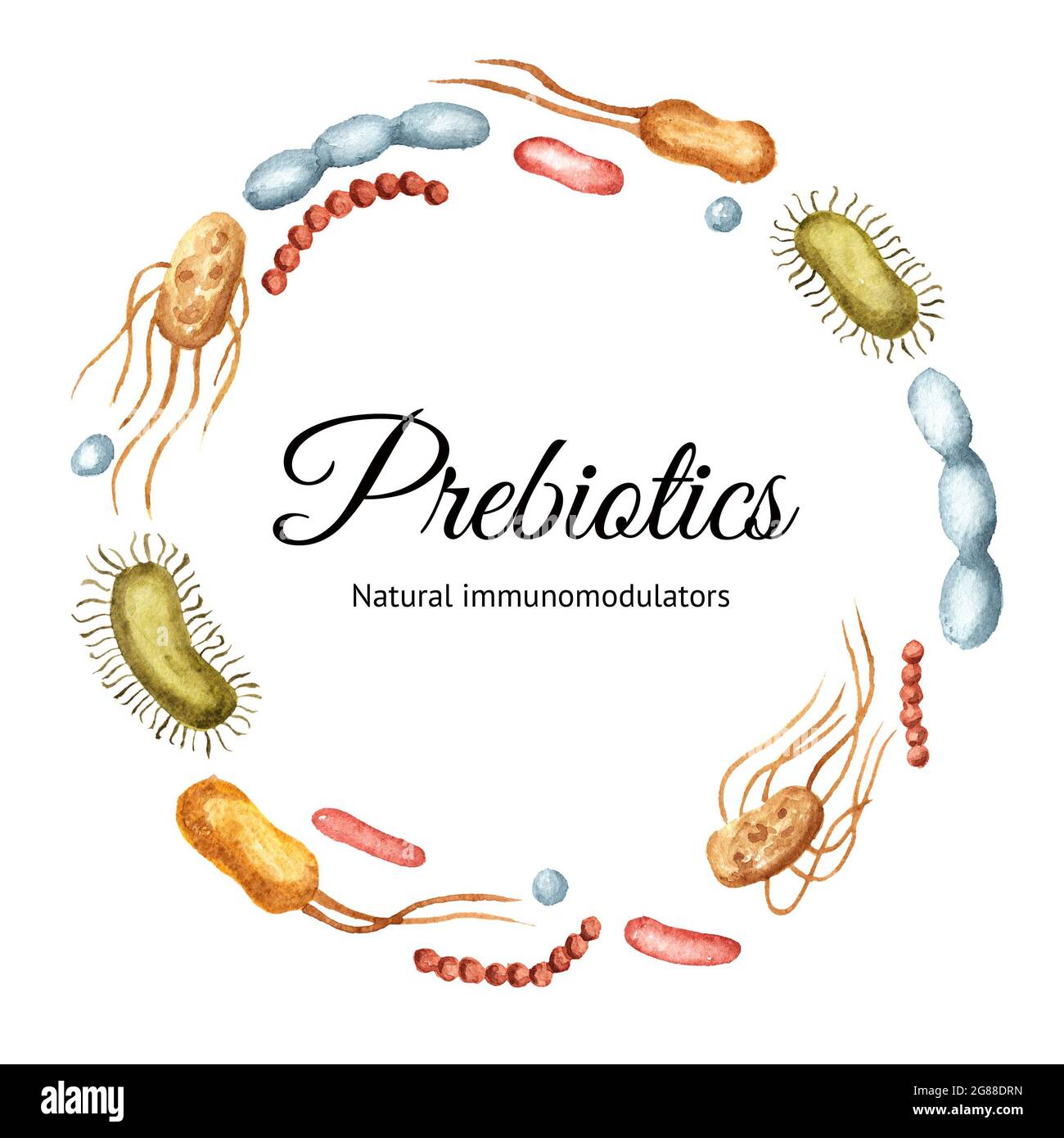 Beneficial prebiotic bacteria, natural immunomodulators. Watercolor ...