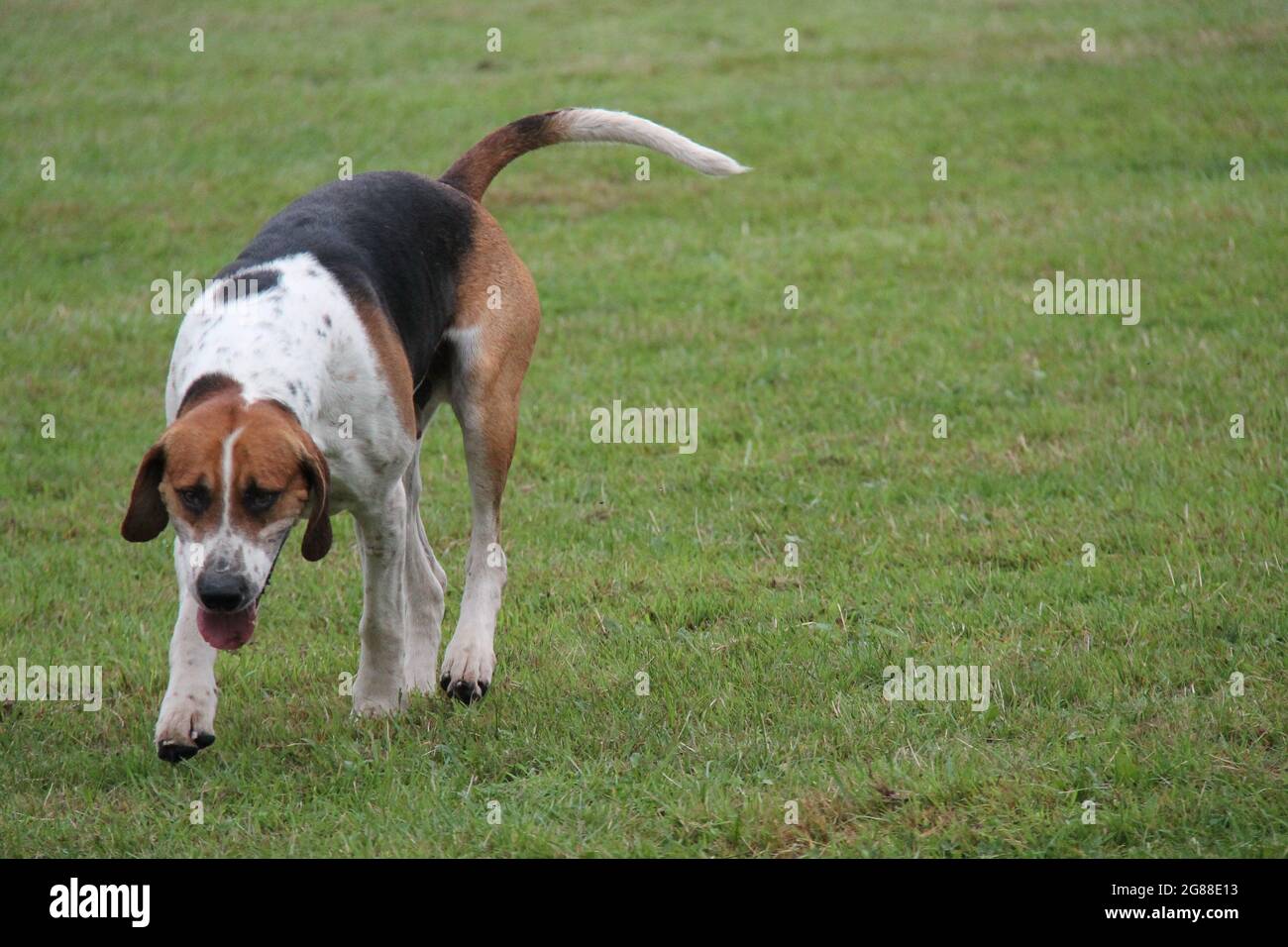 Beagle Pointing Hunting
