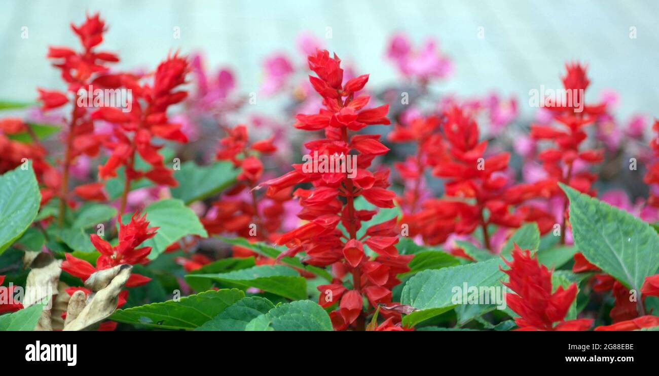 red little flowers Stock Photo - Alamy