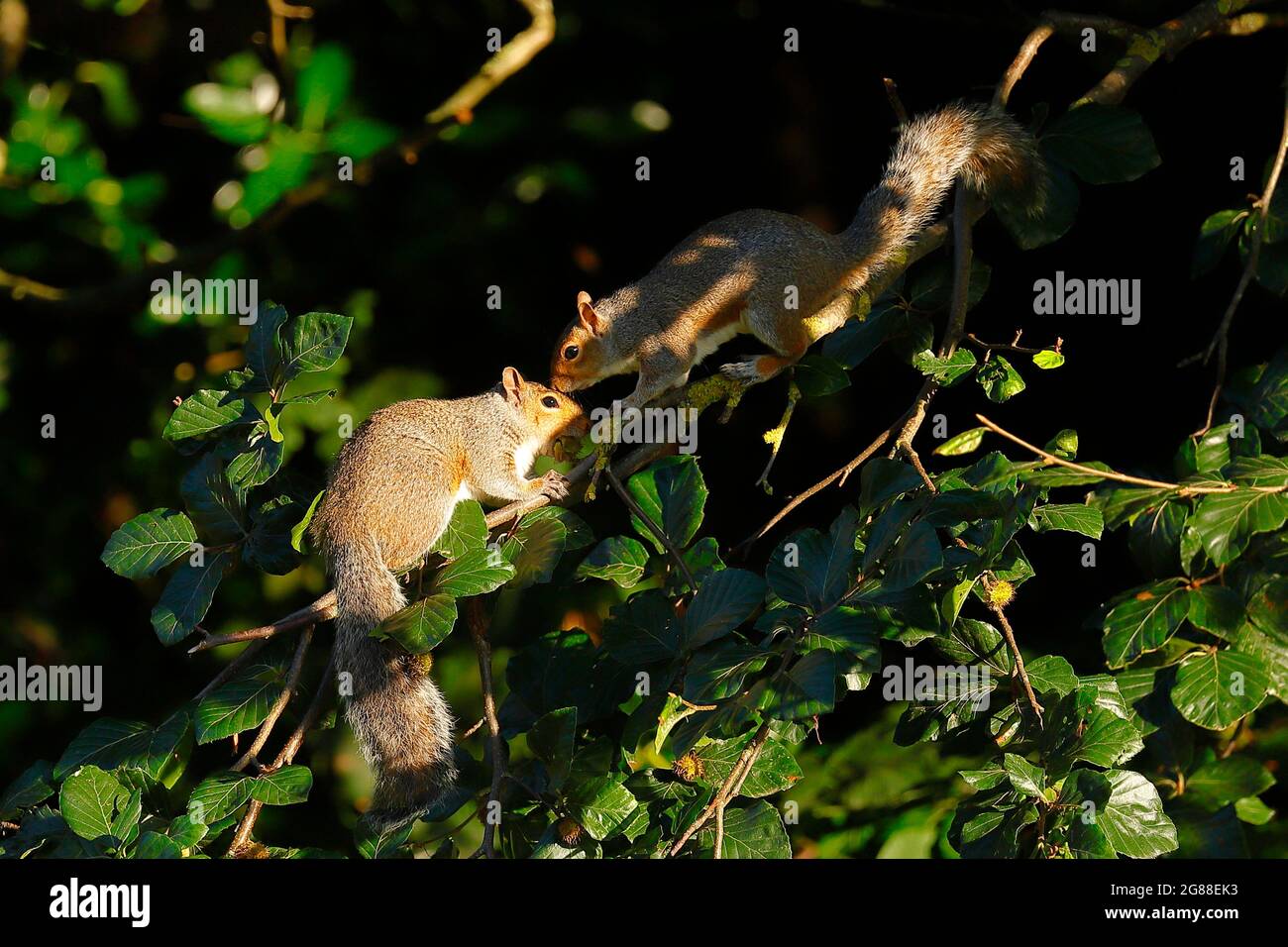 Urban squirrel playing in a tree hi-res stock photography and images ...