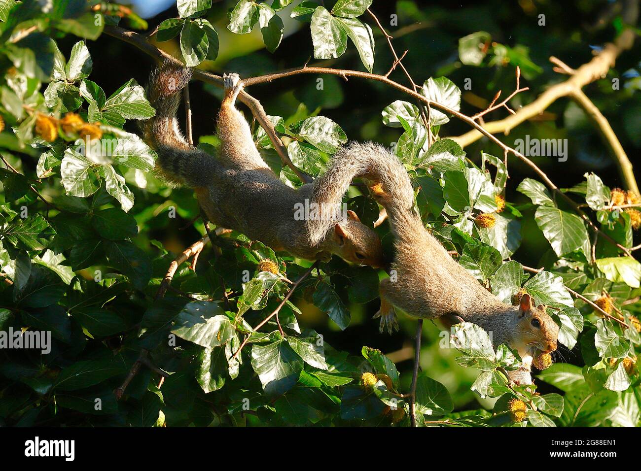 Grey squirrels hi-res stock photography and images - Alamy
