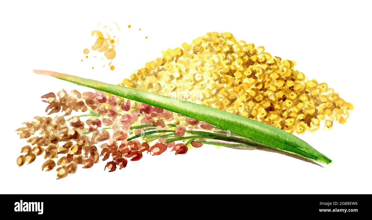 Dry millet grains with ears of millet. Hand drawn watercolor ...