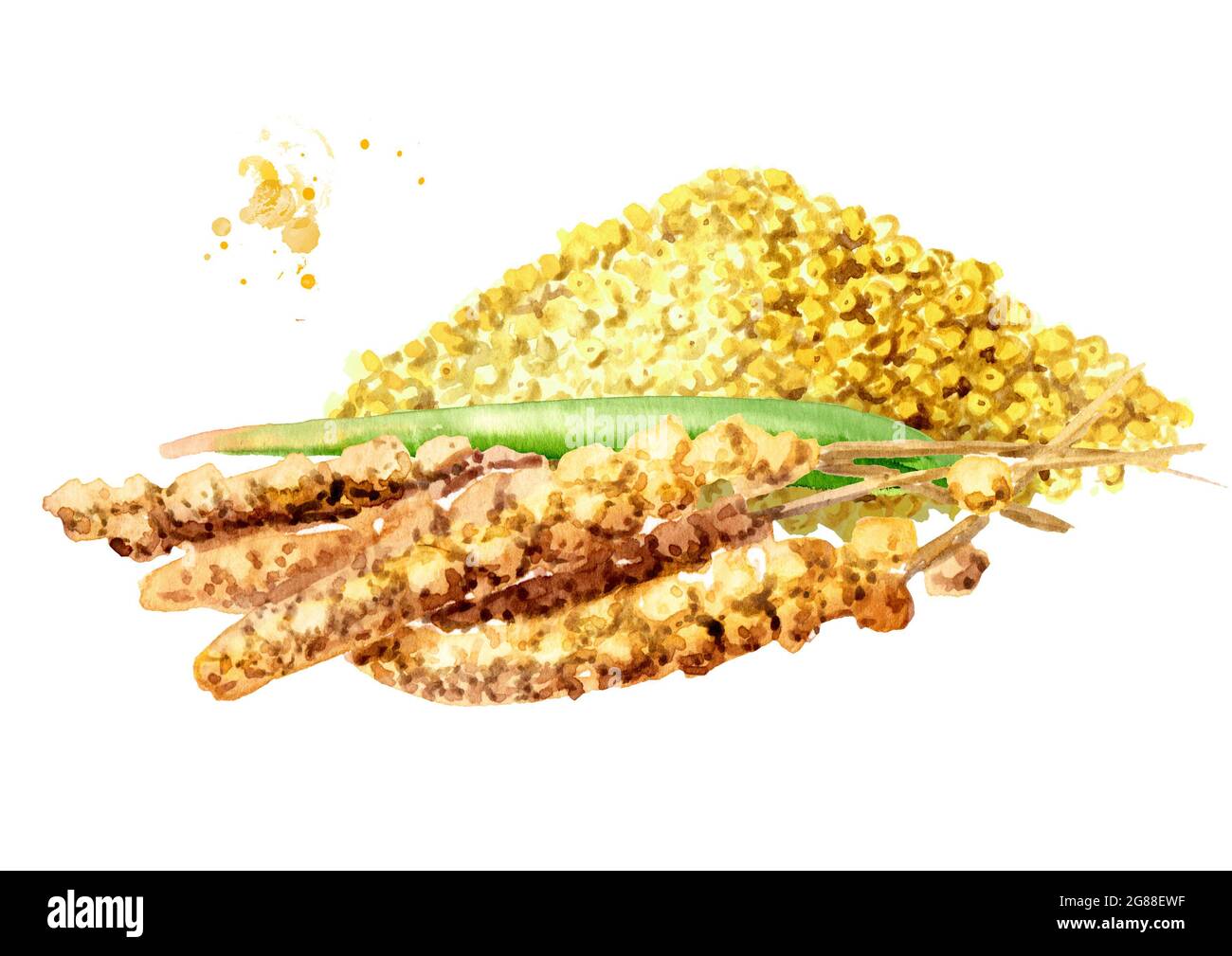 Dry millet grains with ears of millet. Hand drawn watercolor ...