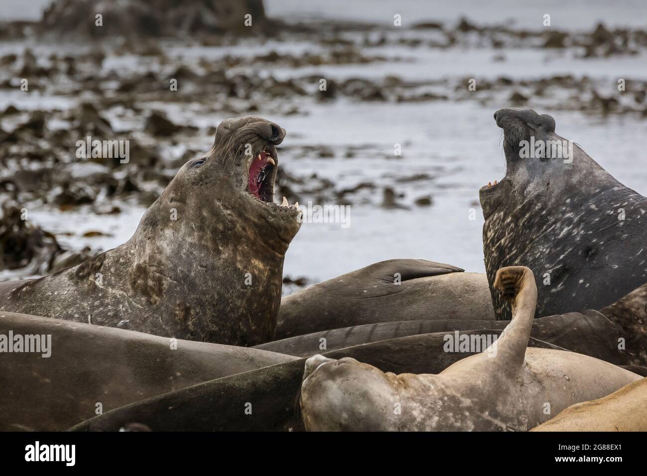 A pair of male elephant seals (Mirounga leonine) battling for dominance ...