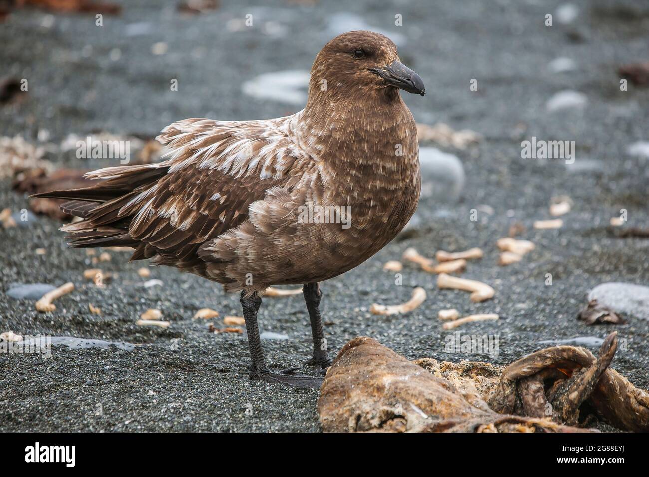 Southern skua hi-res stock photography and images - Alamy