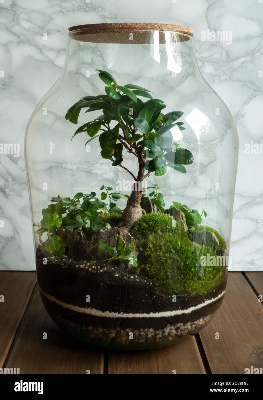 Decoration plants in a glass bottle; self sustaining ecosystem ...