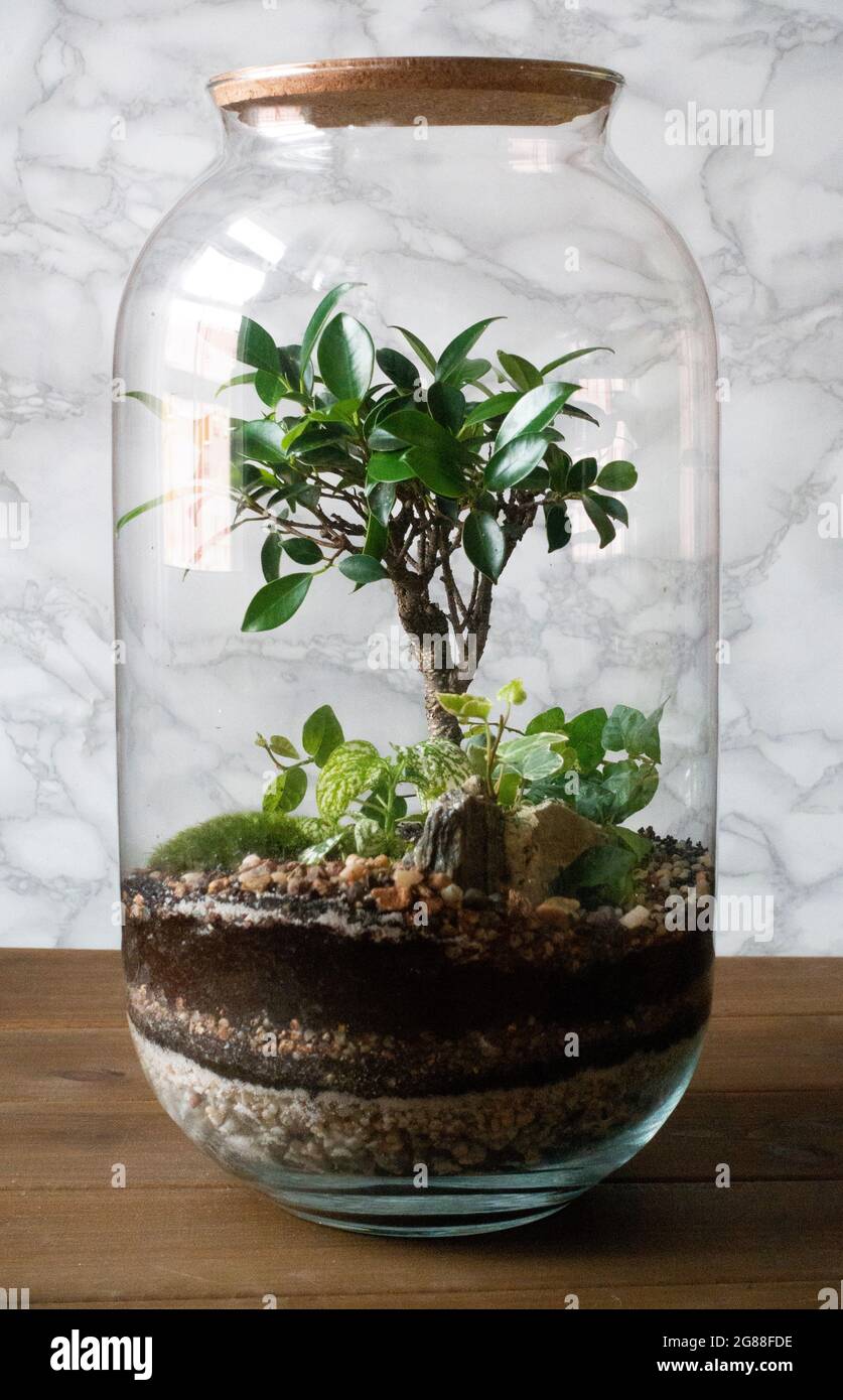 Decoration plants in a glass bottle; self sustaining ecosystem ...