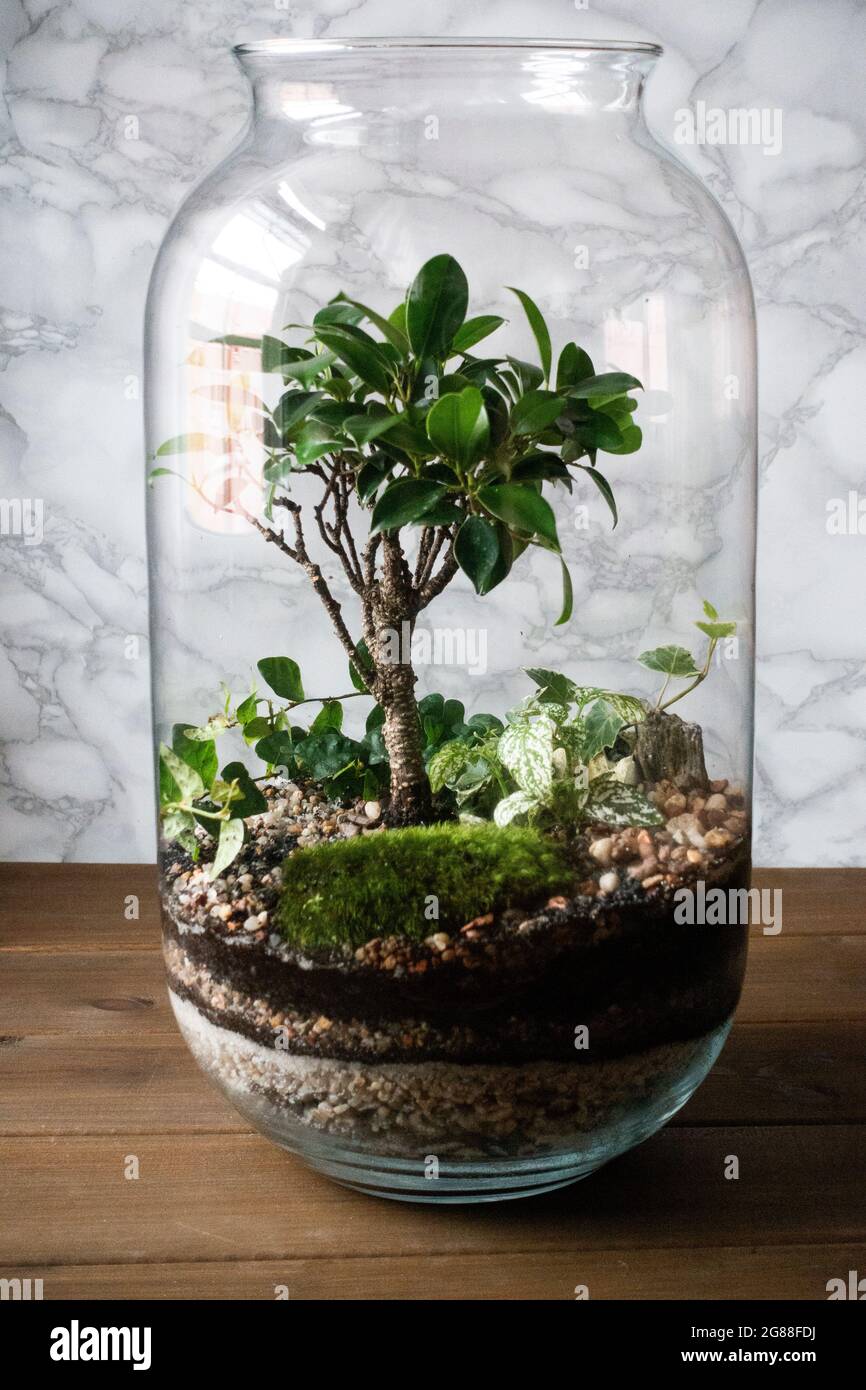 Decoration plants in a glass bottle; self sustaining ecosystem ...